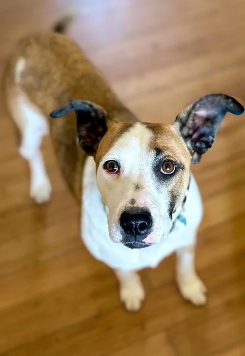 Adoptables — Purebred Rescue Organization of Ohio