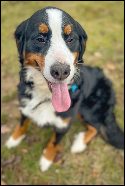 Adoptables — Purebred Rescue Organization of Ohio