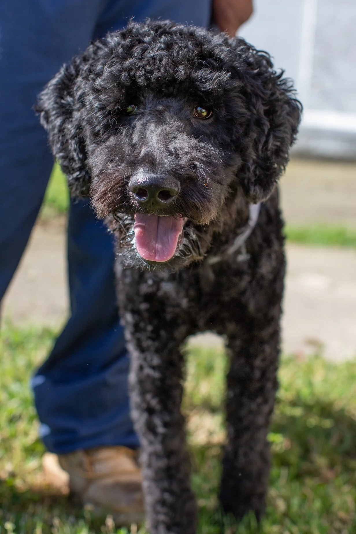 Programs — Purebred Rescue Organization of Ohio