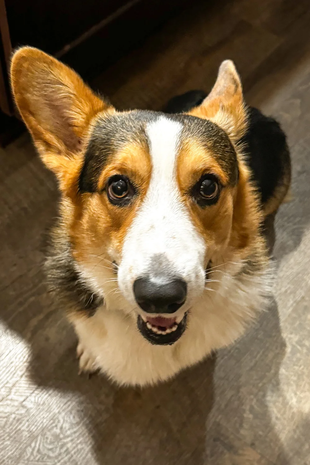 Adoptables — Purebred Rescue Organization of Ohio