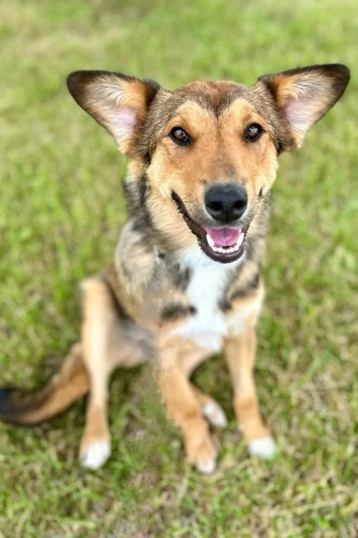 Adoptables — Purebred Rescue Organization of Ohio