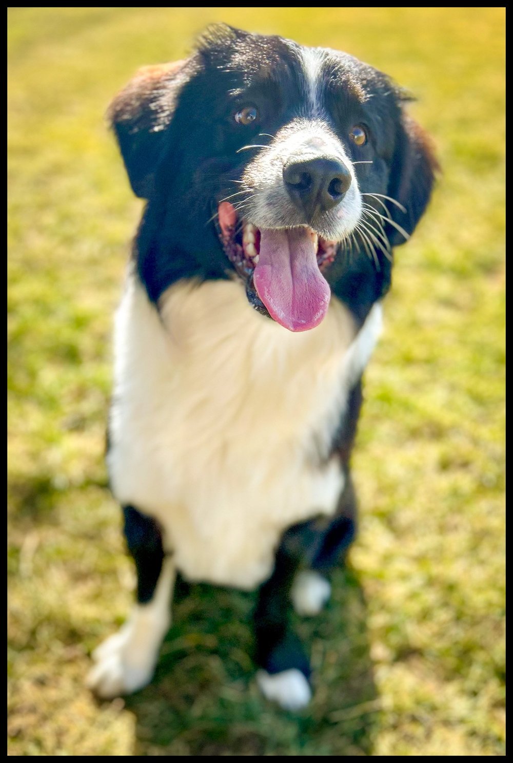 Adoptables — Purebred Rescue Organization of Ohio