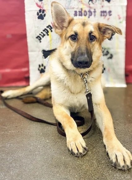 Adoptables — Purebred Rescue Organization of Ohio