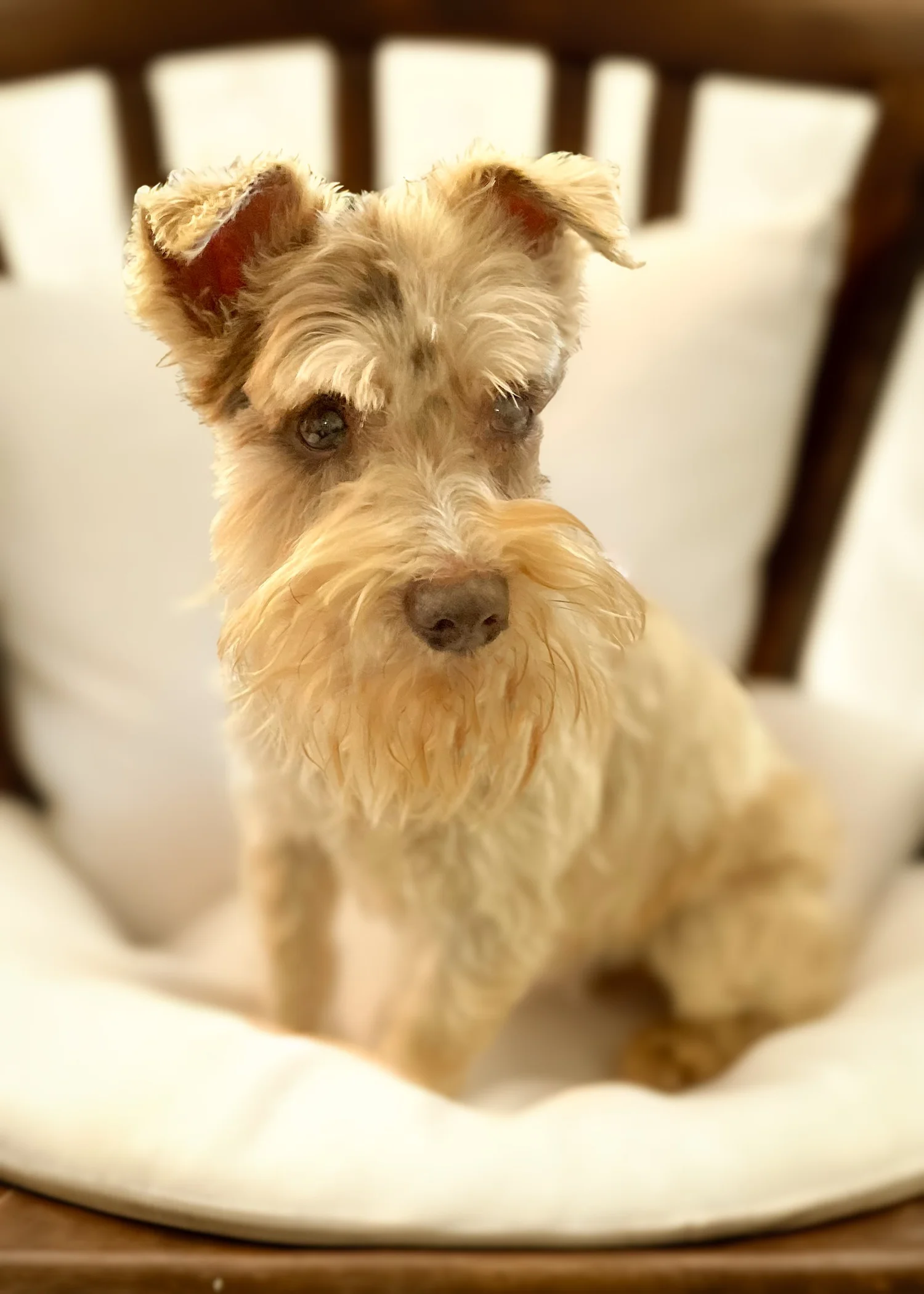 Adoptables — Purebred Rescue Organization of Ohio