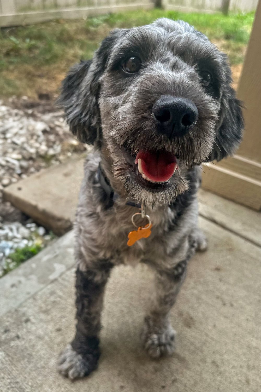 Adoptables — Purebred Rescue Organization of Ohio