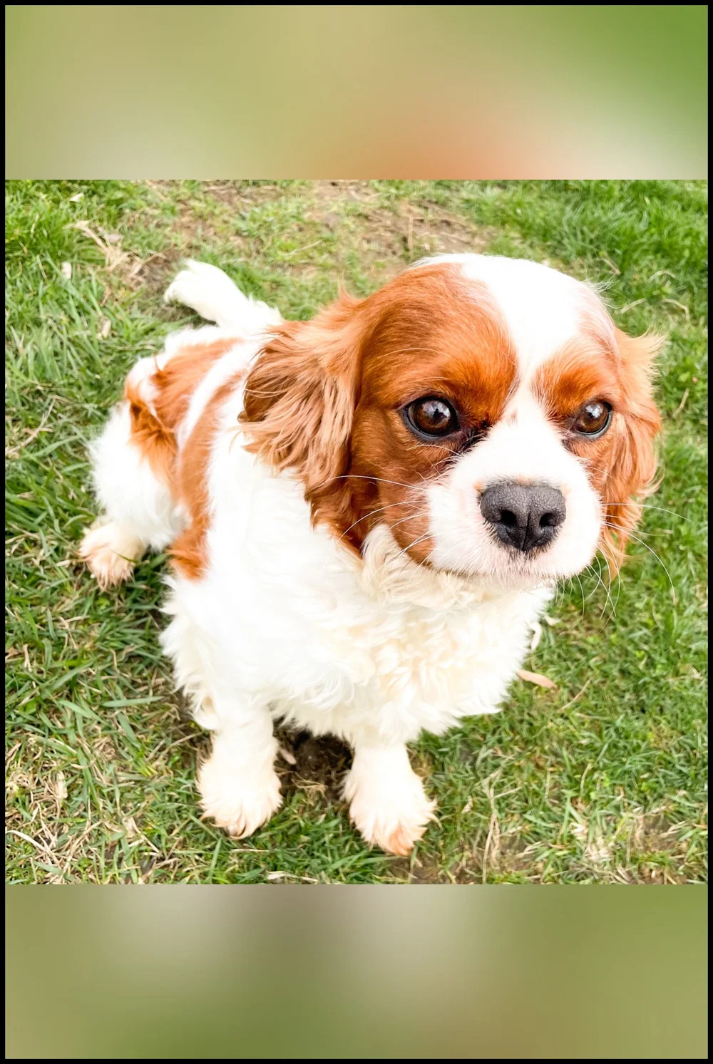 Adoptables — Purebred Rescue Organization of Ohio