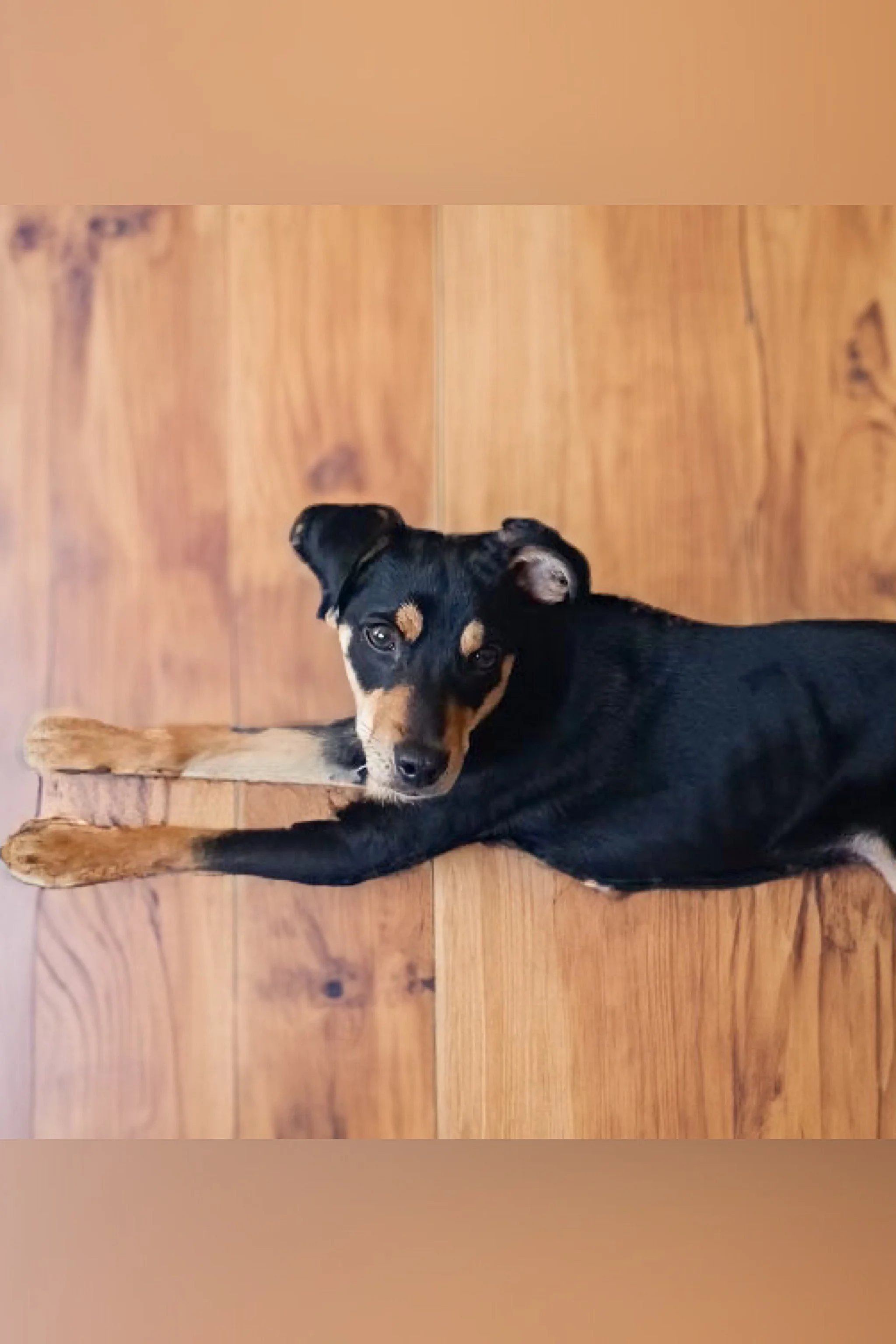 Adoptables — Purebred Rescue Organization of Ohio