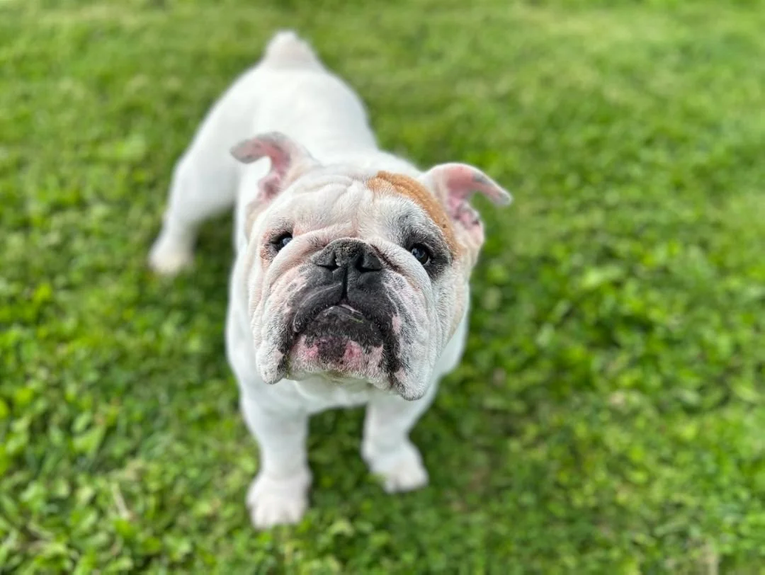 Adoptables — Purebred Rescue Organization of Ohio
