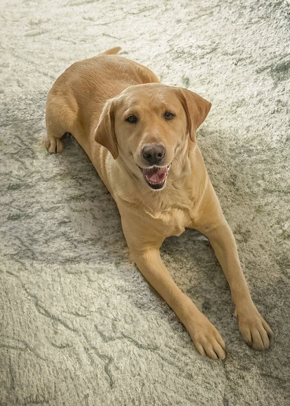 Adoptables — Purebred Rescue Organization of Ohio