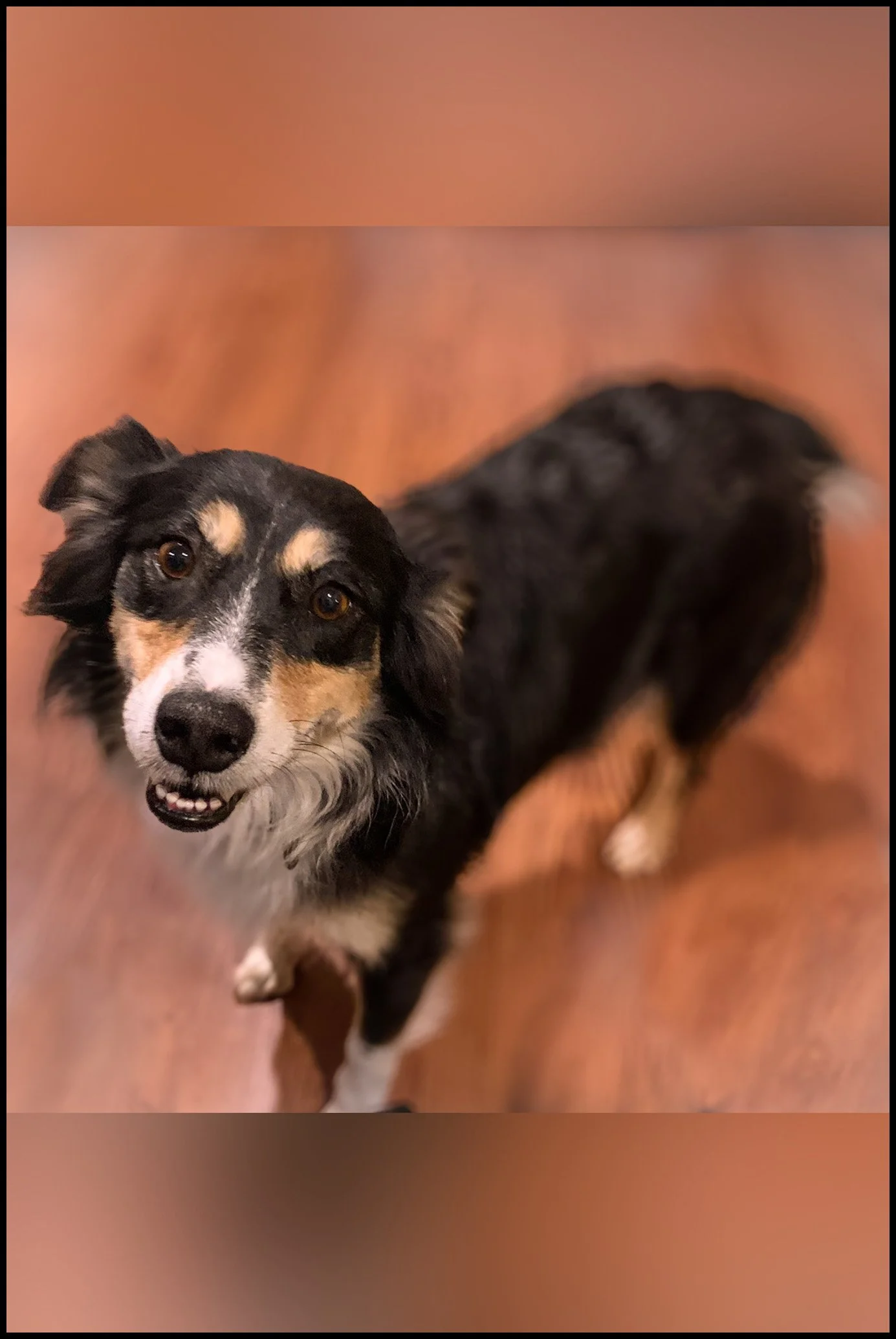 Adoptables — Purebred Rescue Organization of Ohio