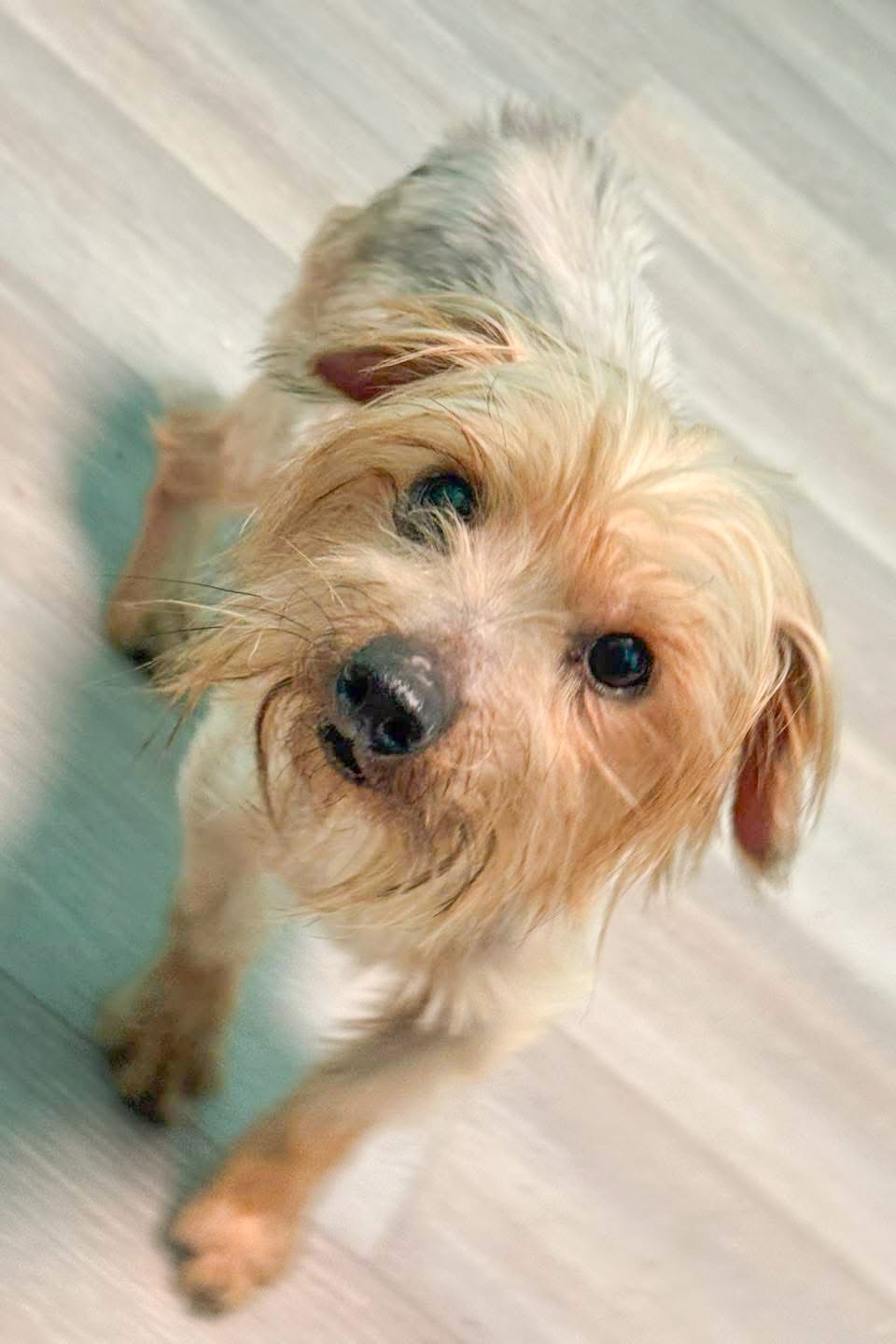 Adoptables — Purebred Rescue Organization of Ohio