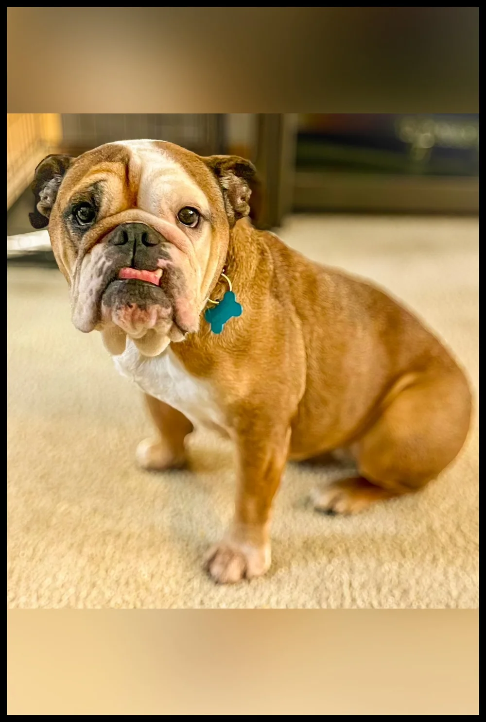 Adoptables — Purebred Rescue Organization of Ohio