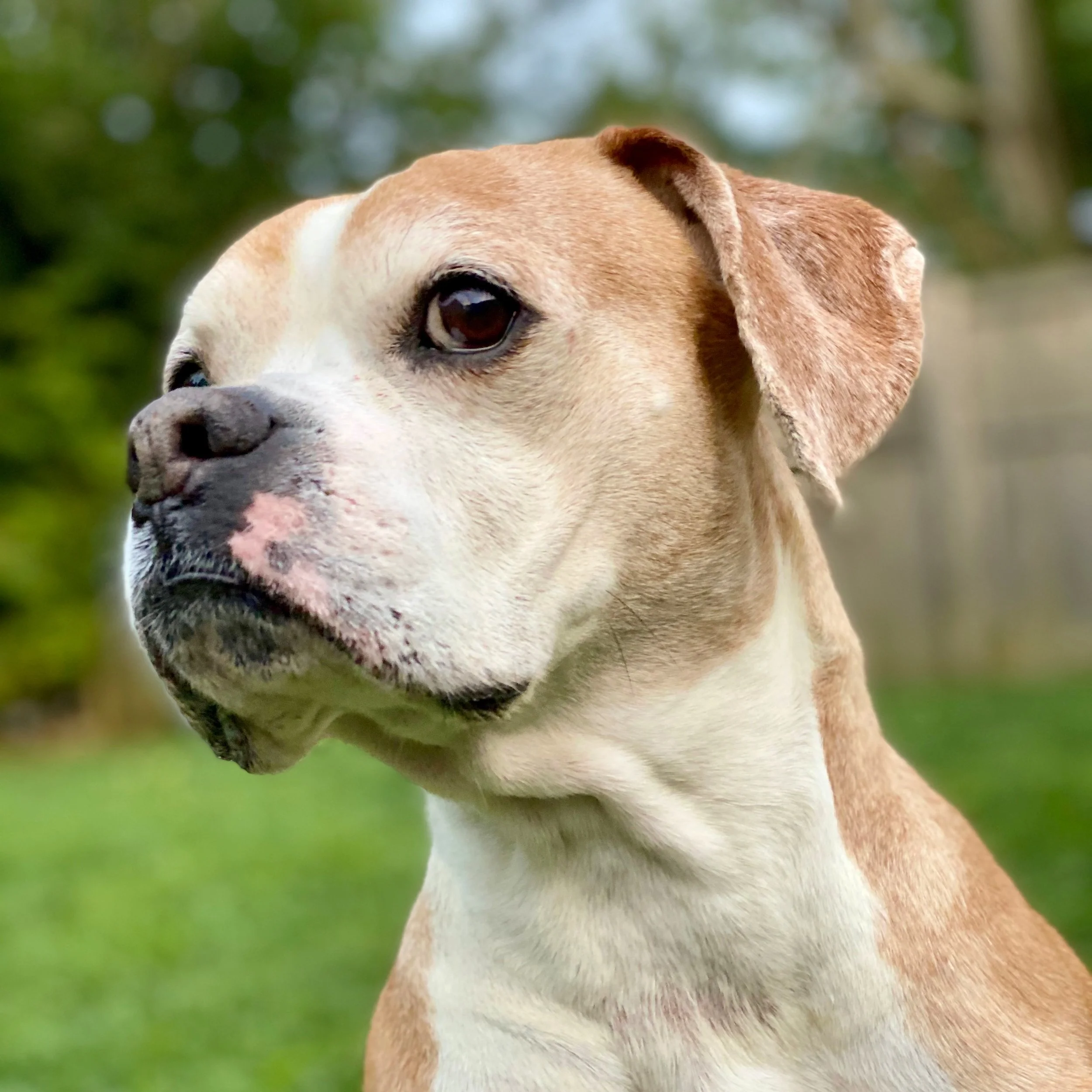 Purebred Rescue Organization of Ohio