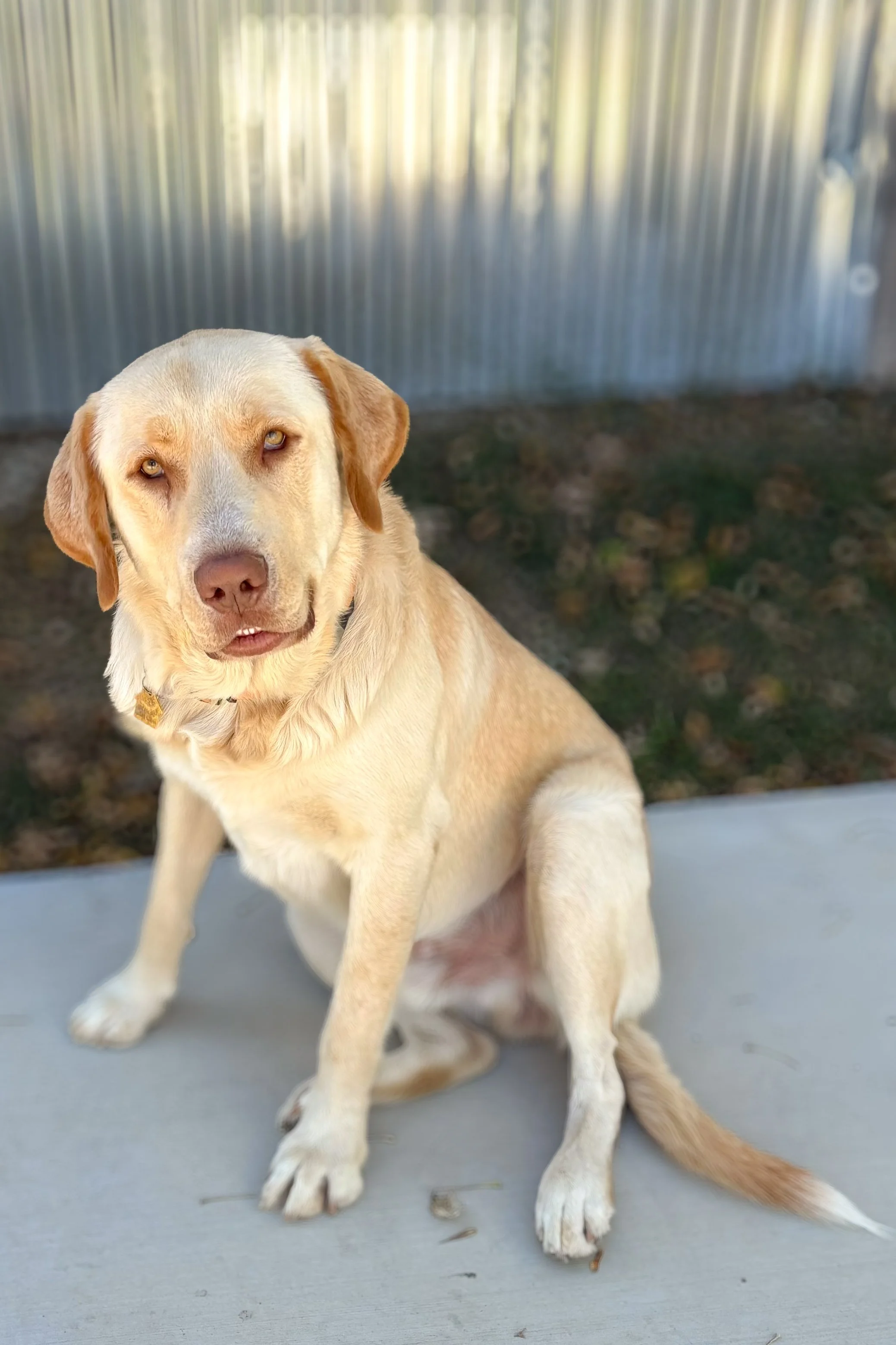 Adoptables — Purebred Rescue Organization of Ohio