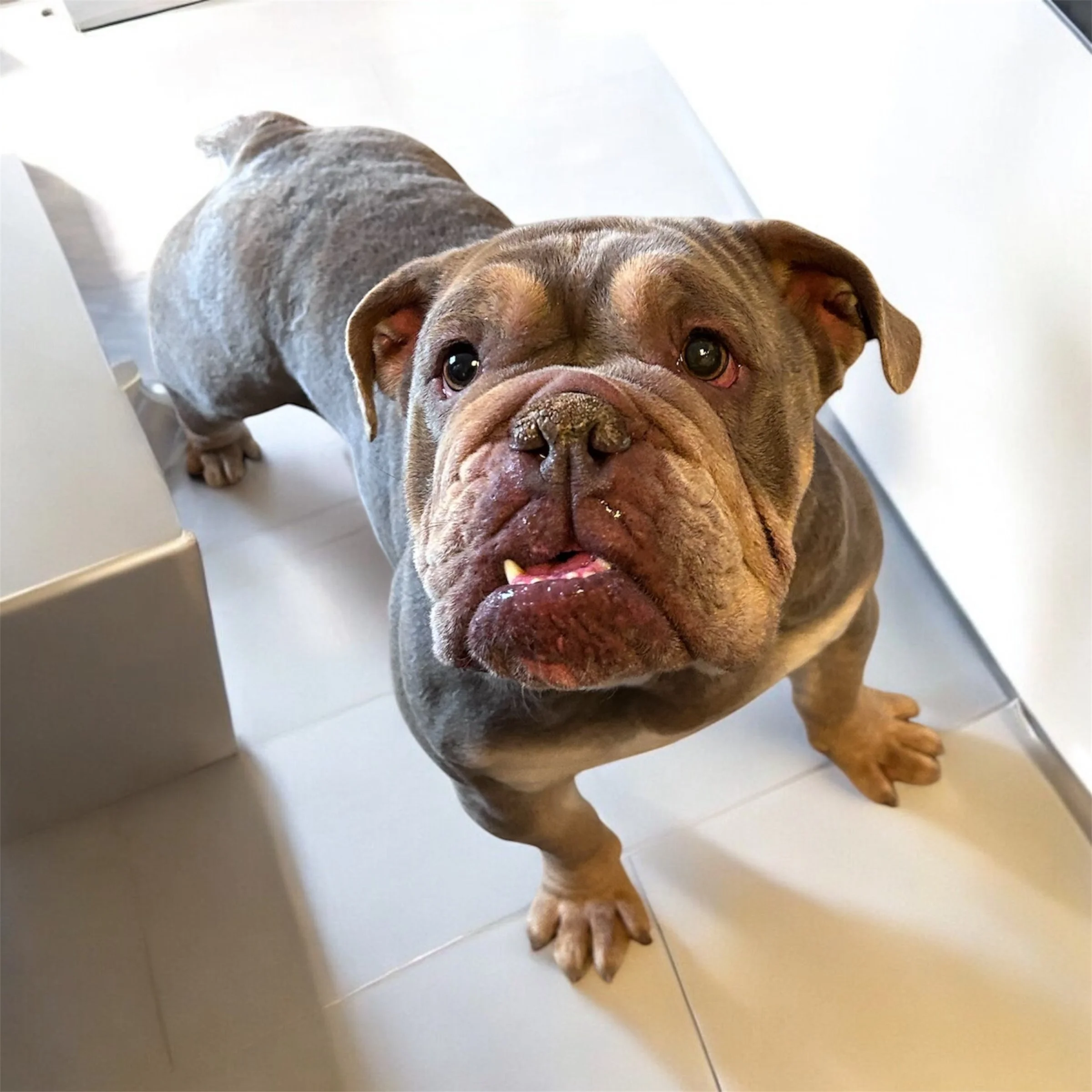 Adoptables — Purebred Rescue Organization of Ohio