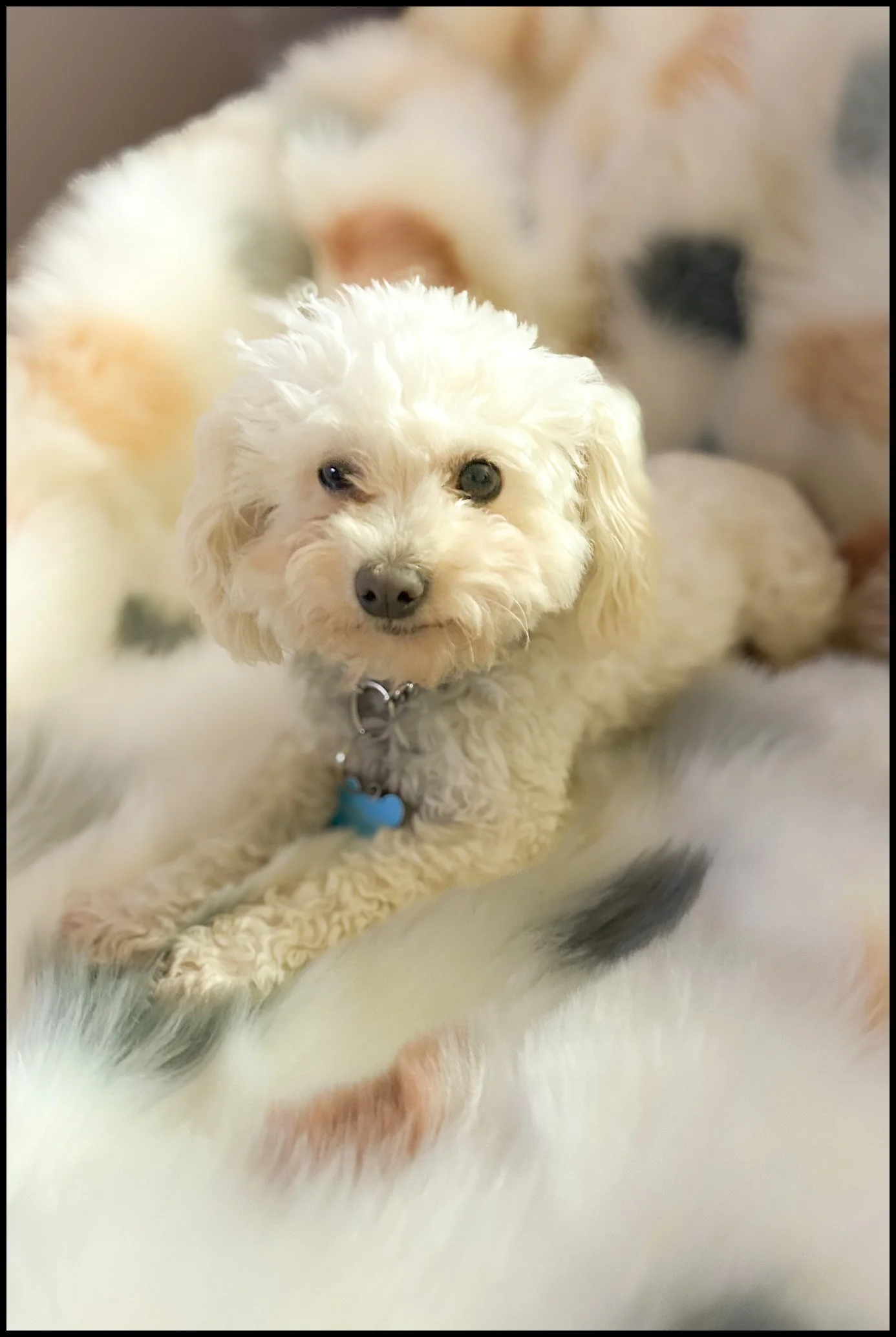 Adoptables — Purebred Rescue Organization of Ohio