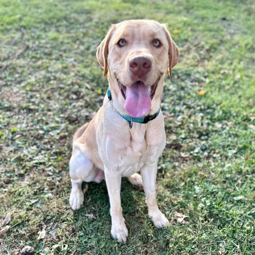 Adoptables — Purebred Rescue Organization of Ohio