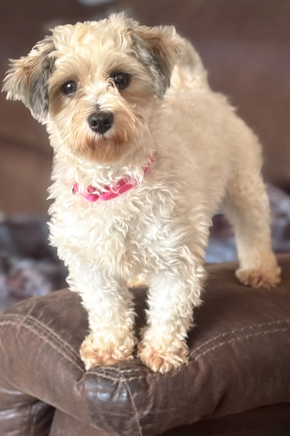 Adoptables — Purebred Rescue Organization of Ohio