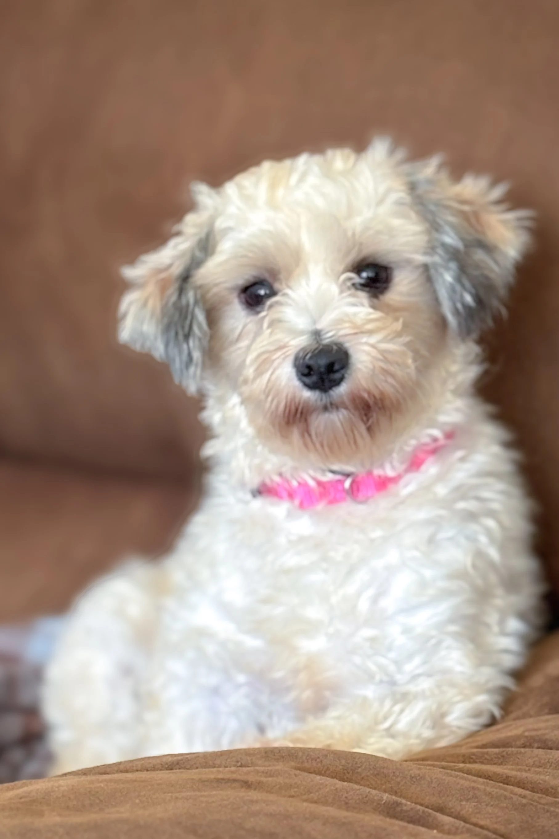 Adoptables — Purebred Rescue Organization of Ohio