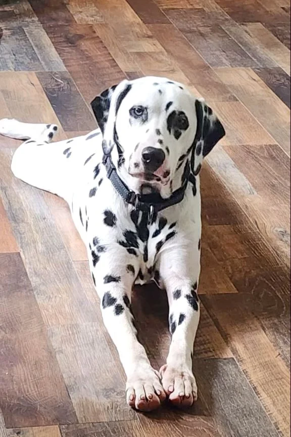 Adoptables — Purebred Rescue Organization of Ohio