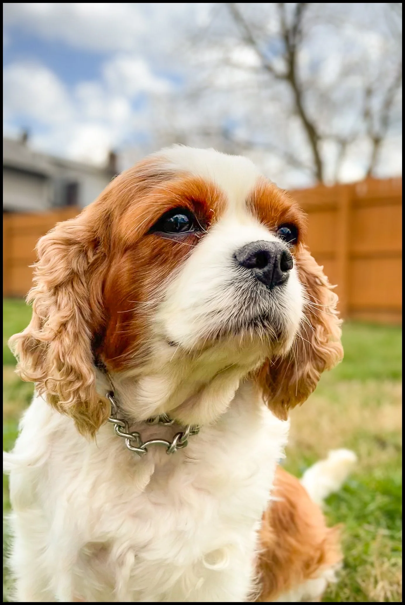 Adoptables — Purebred Rescue Organization of Ohio