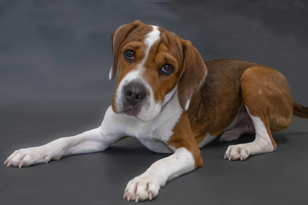 Purebred Rescue Organization of Ohio