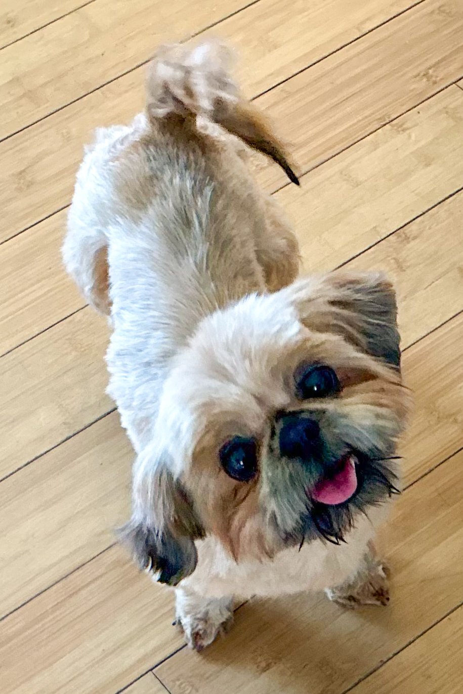 Adoptables — Purebred Rescue Organization of Ohio