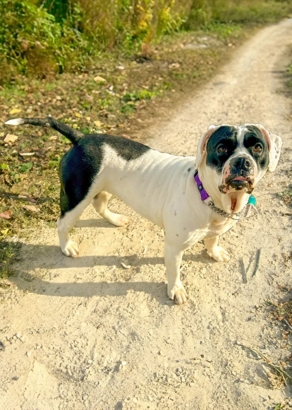 Adoptables — Purebred Rescue Organization of Ohio