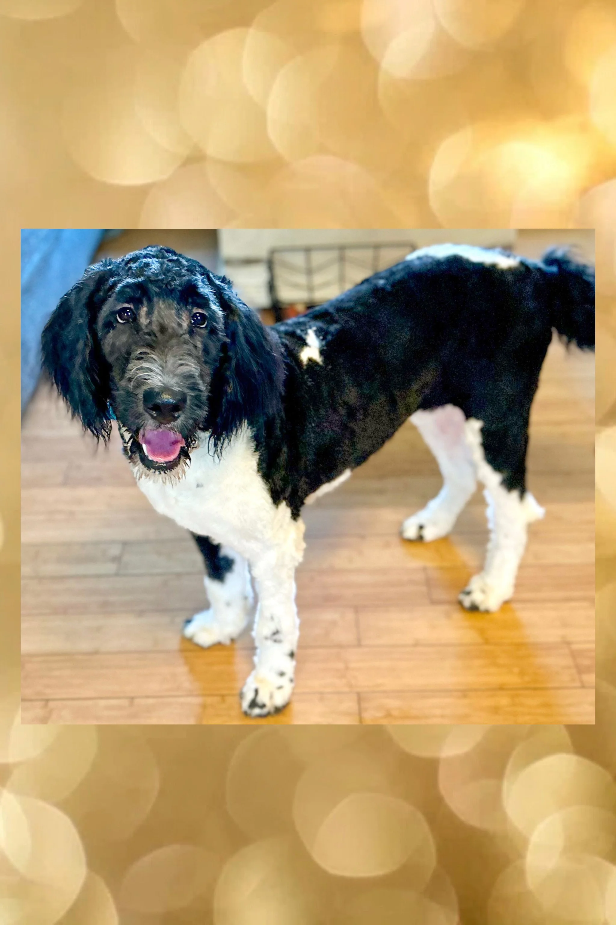 Adoptables — Purebred Rescue Organization of Ohio