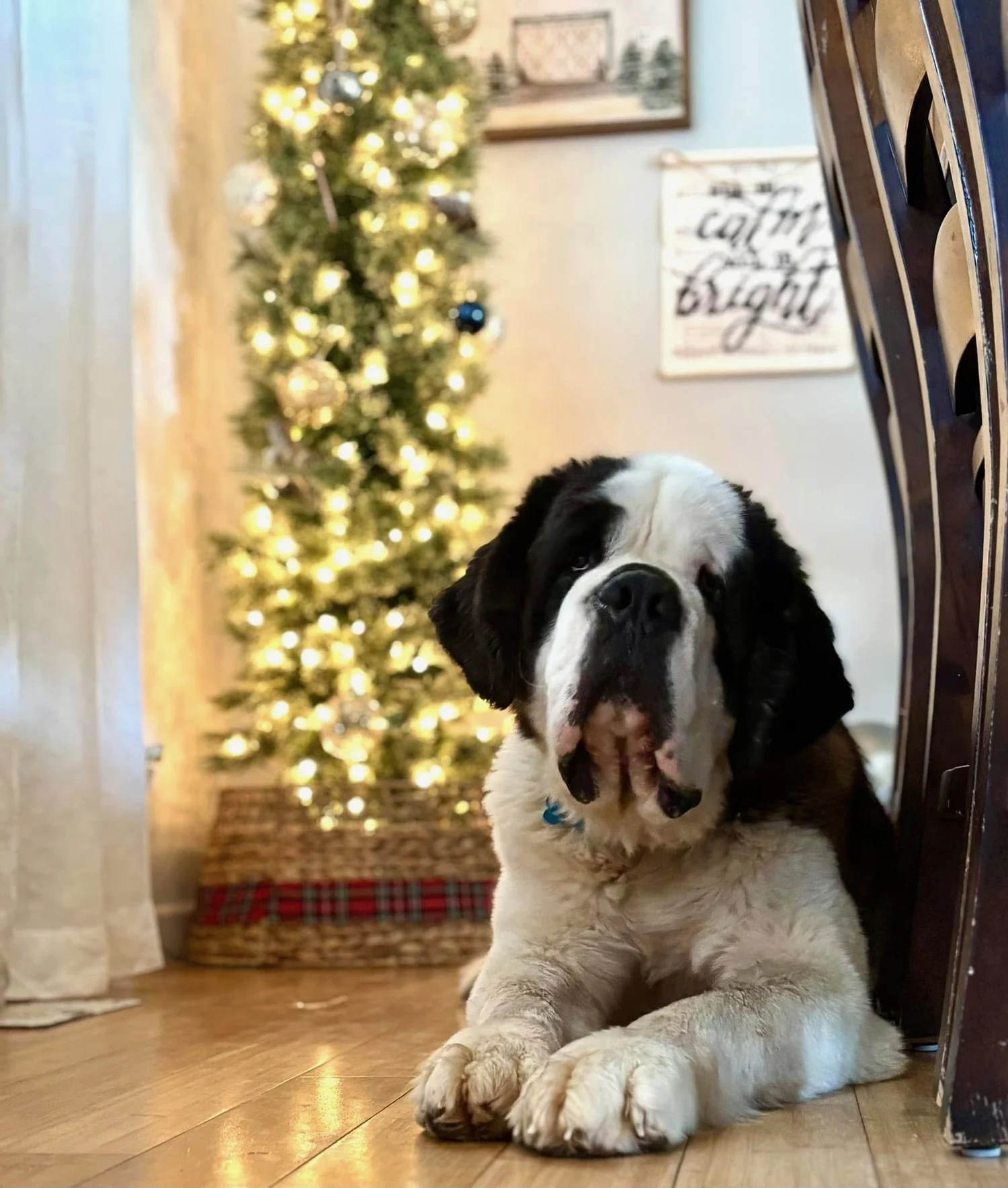 Adoptables — Purebred Rescue Organization of Ohio