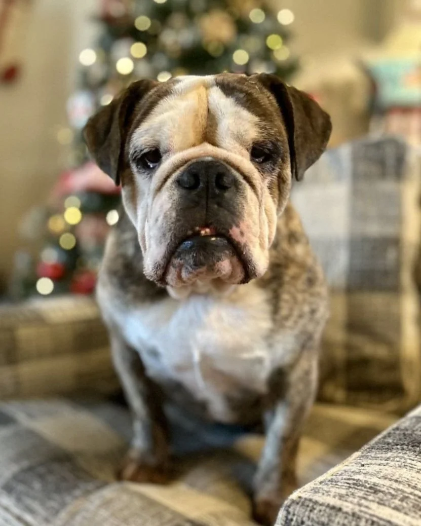 Adoptables — Purebred Rescue Organization of Ohio