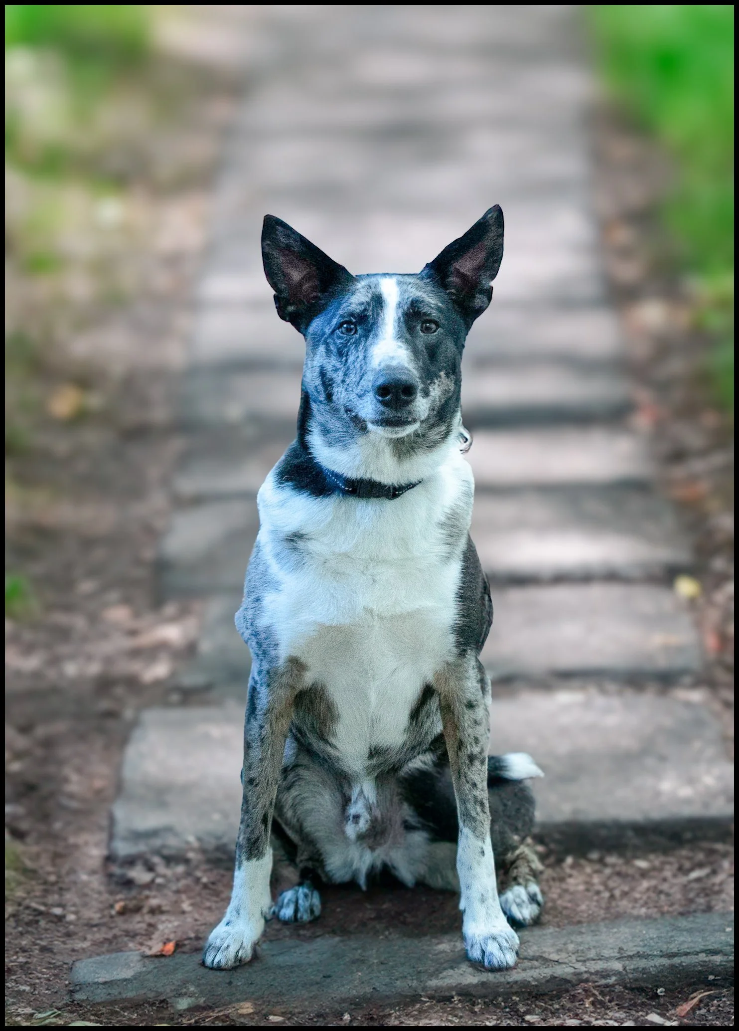 Adoptables — Purebred Rescue Organization of Ohio