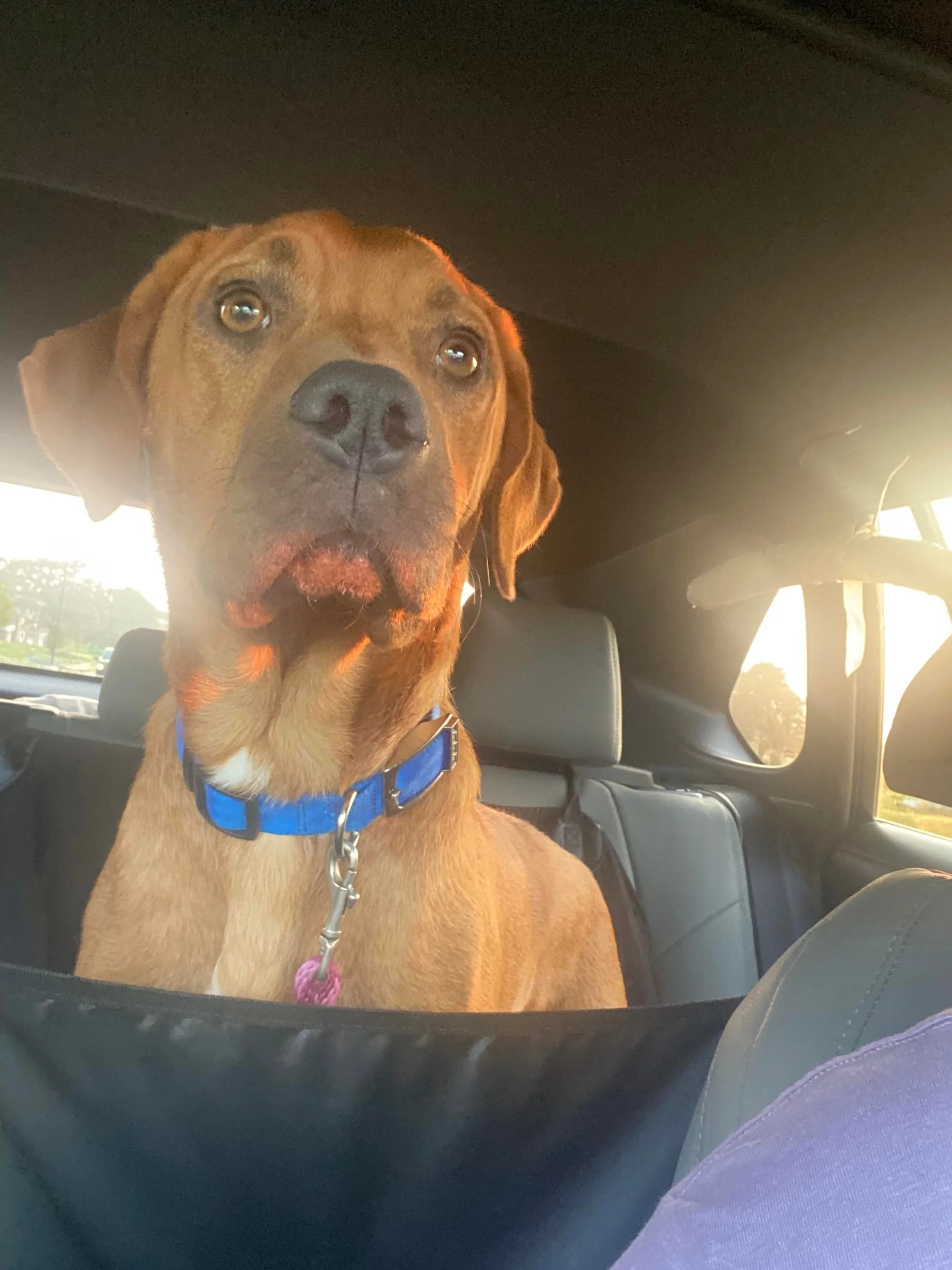 Adoptables — Purebred Rescue Organization of Ohio