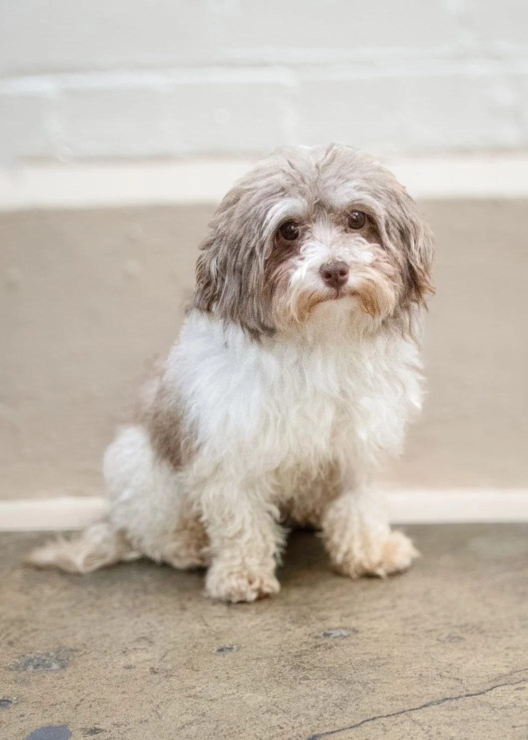 Adoptables — Purebred Rescue Organization of Ohio