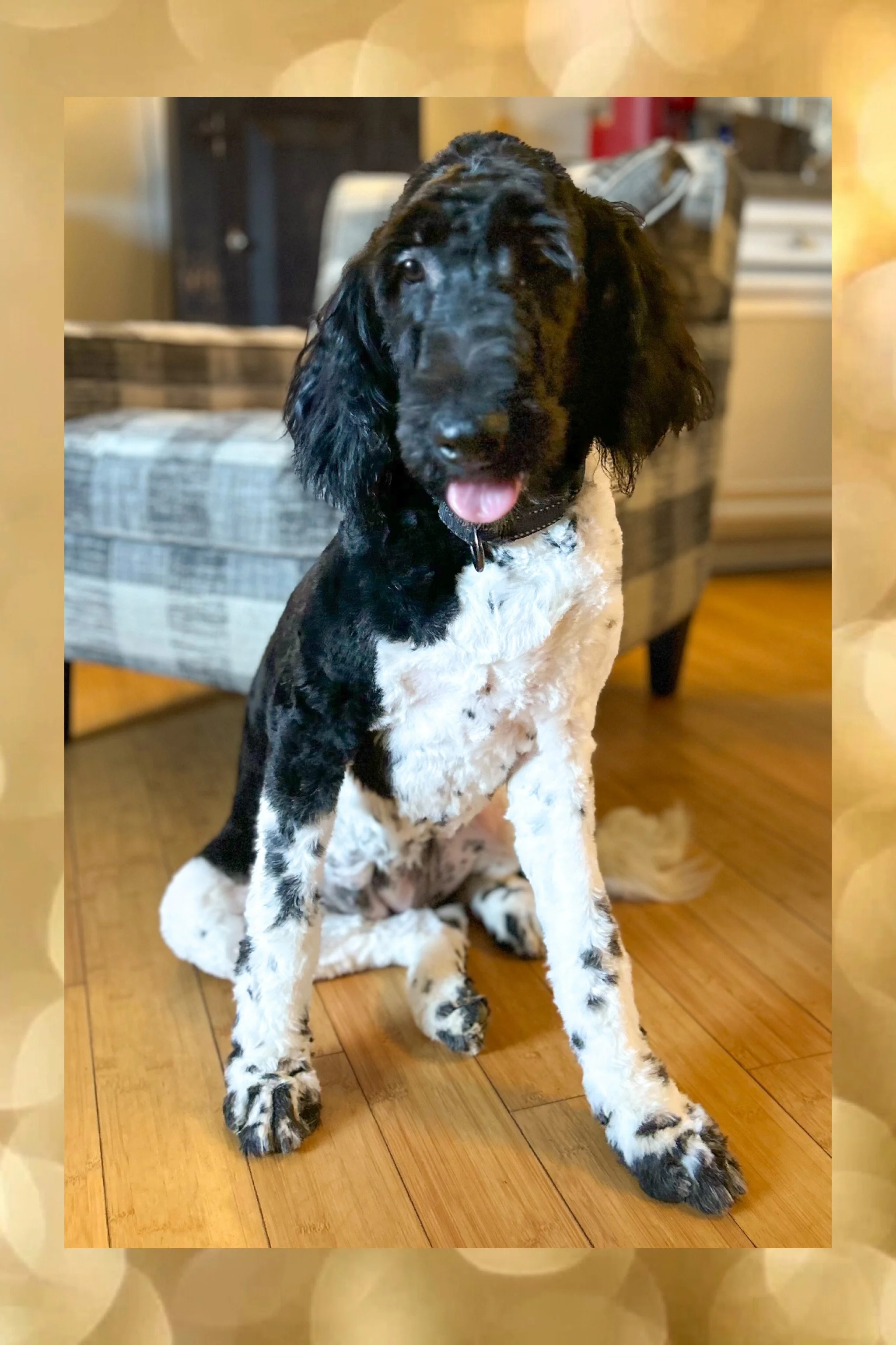 Adoptables — Purebred Rescue Organization of Ohio