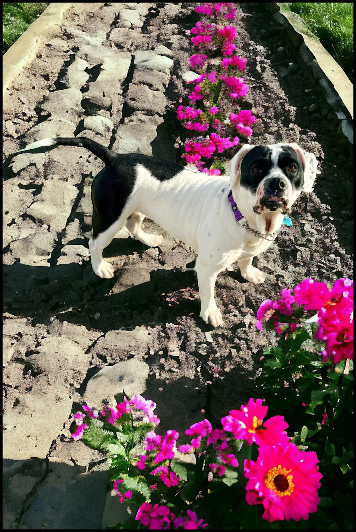 Adoptables — Purebred Rescue Organization of Ohio