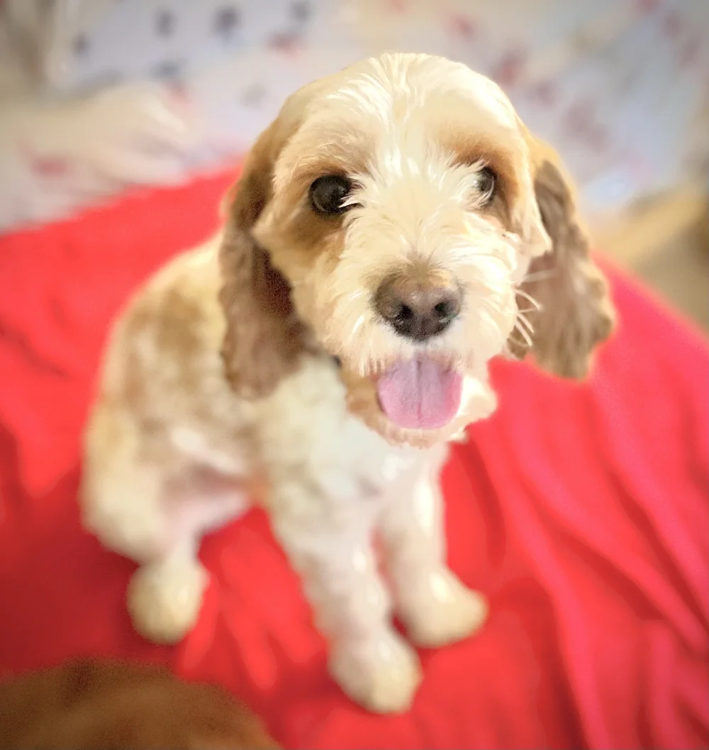 Adoptables — Purebred Rescue Organization of Ohio