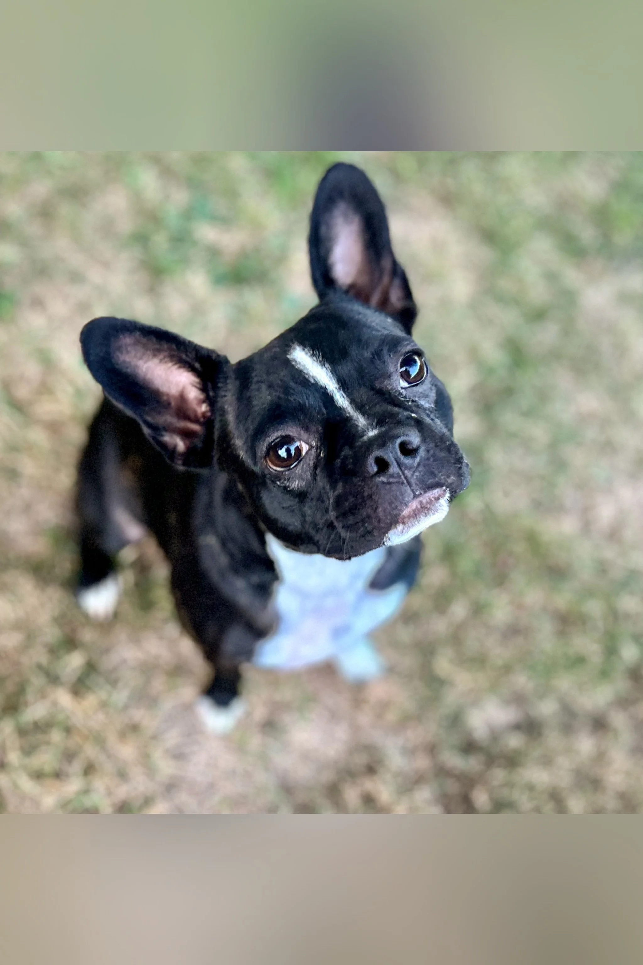 Adoptables — Purebred Rescue Organization of Ohio