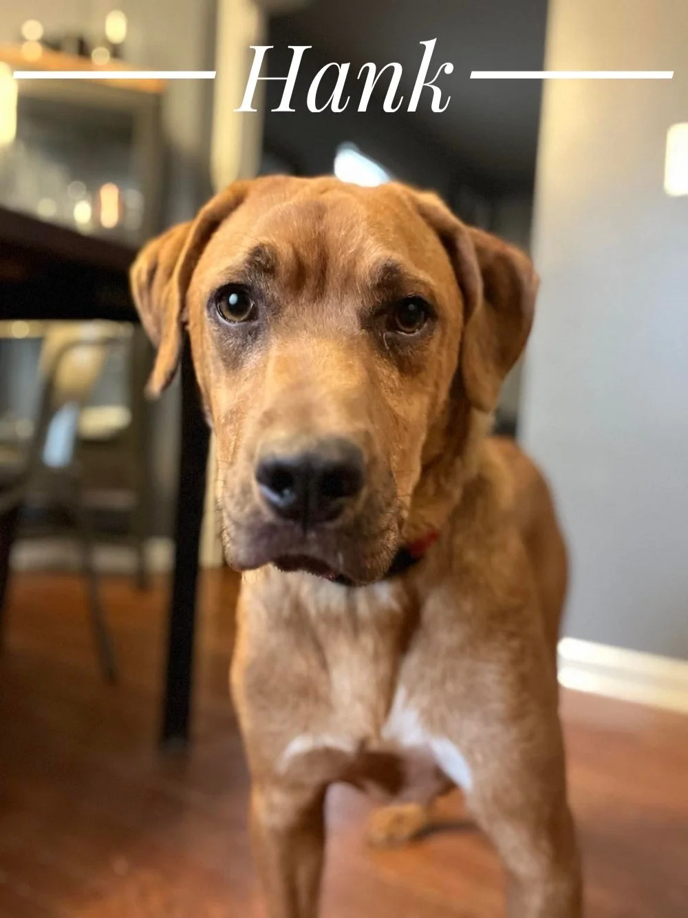 Adoptables — Purebred Rescue Organization of Ohio