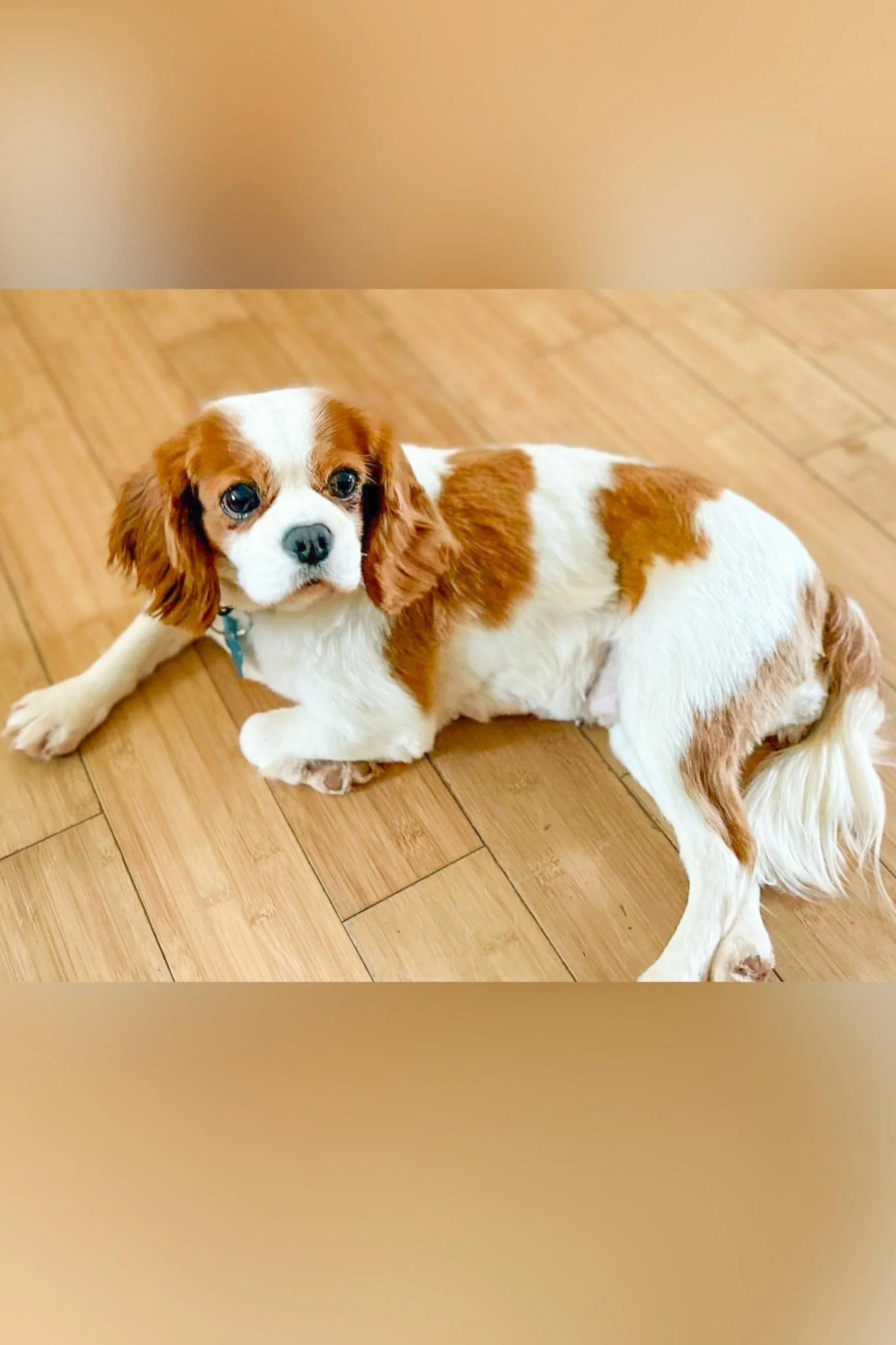 Adoptables — Purebred Rescue Organization of Ohio