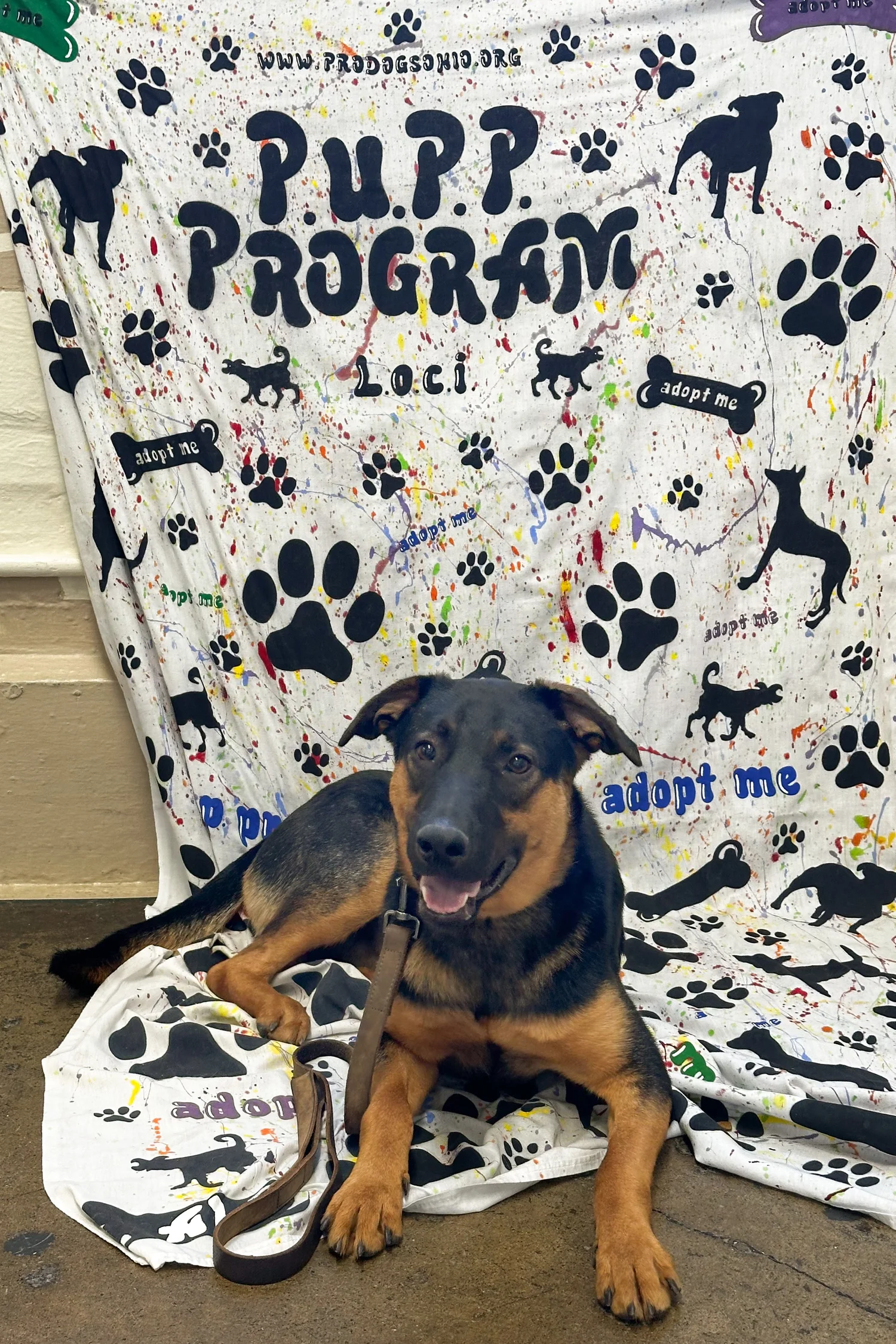 Adoptables — Purebred Rescue Organization of Ohio