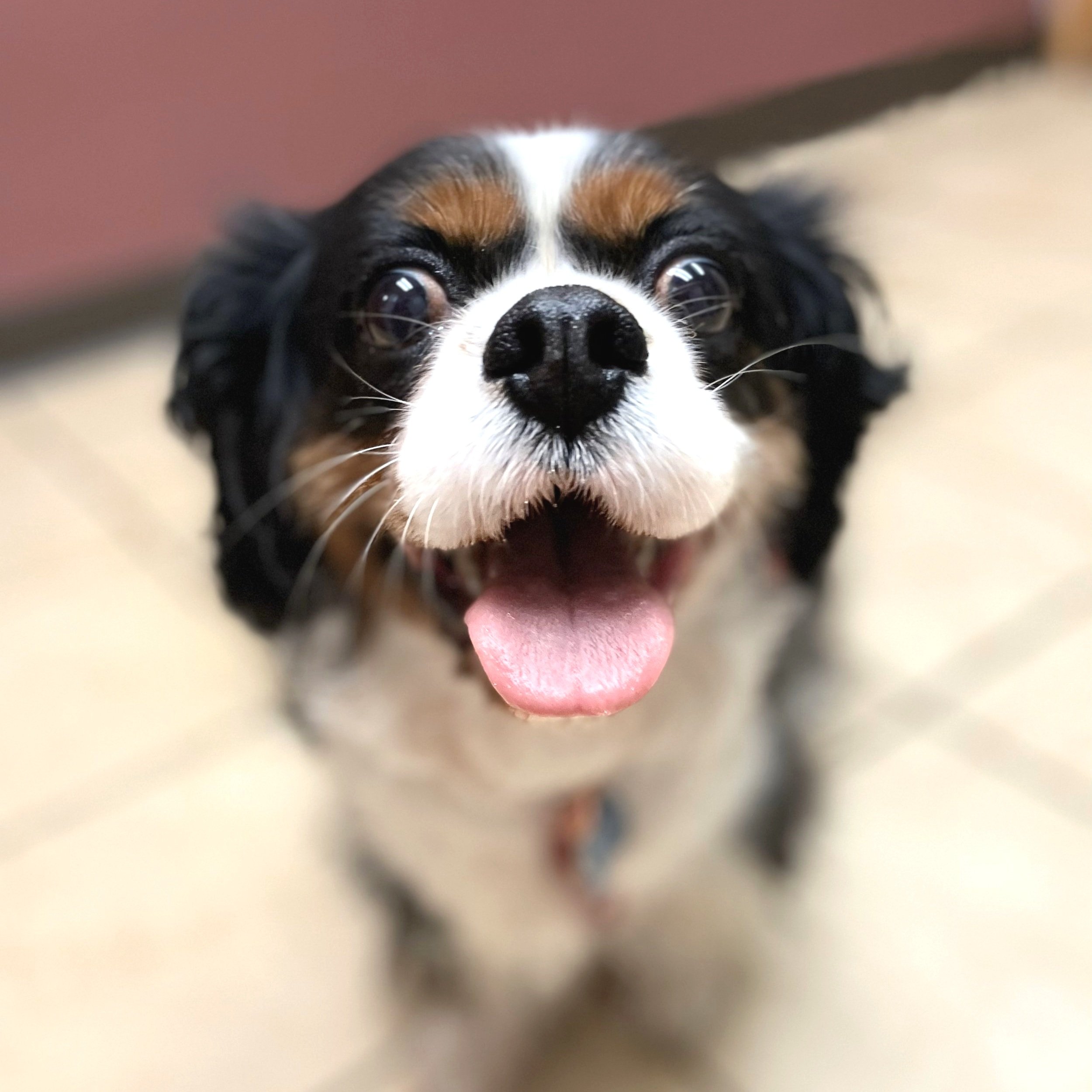 Purebred Rescue Organization of Ohio