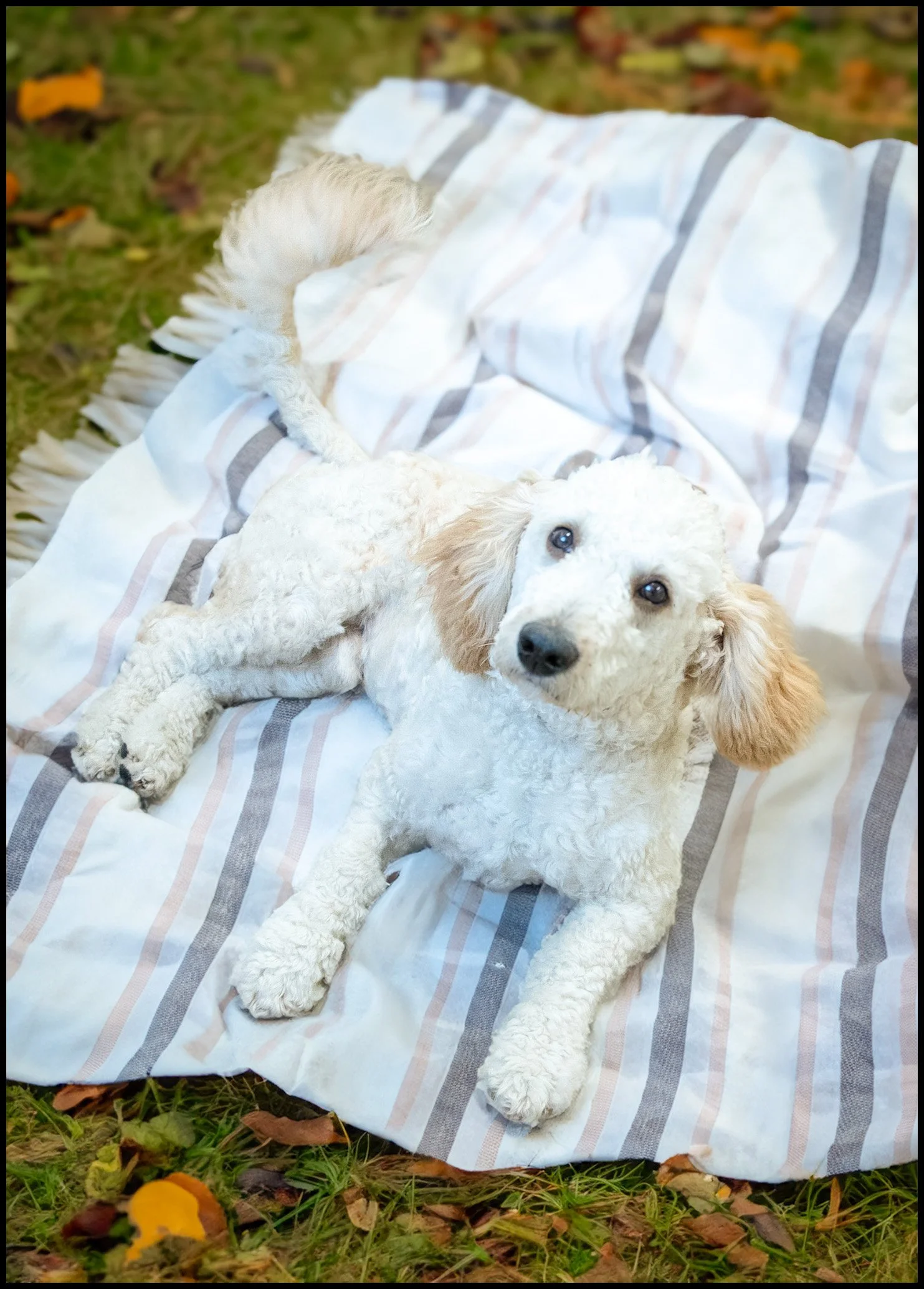 Adoptables — Purebred Rescue Organization of Ohio