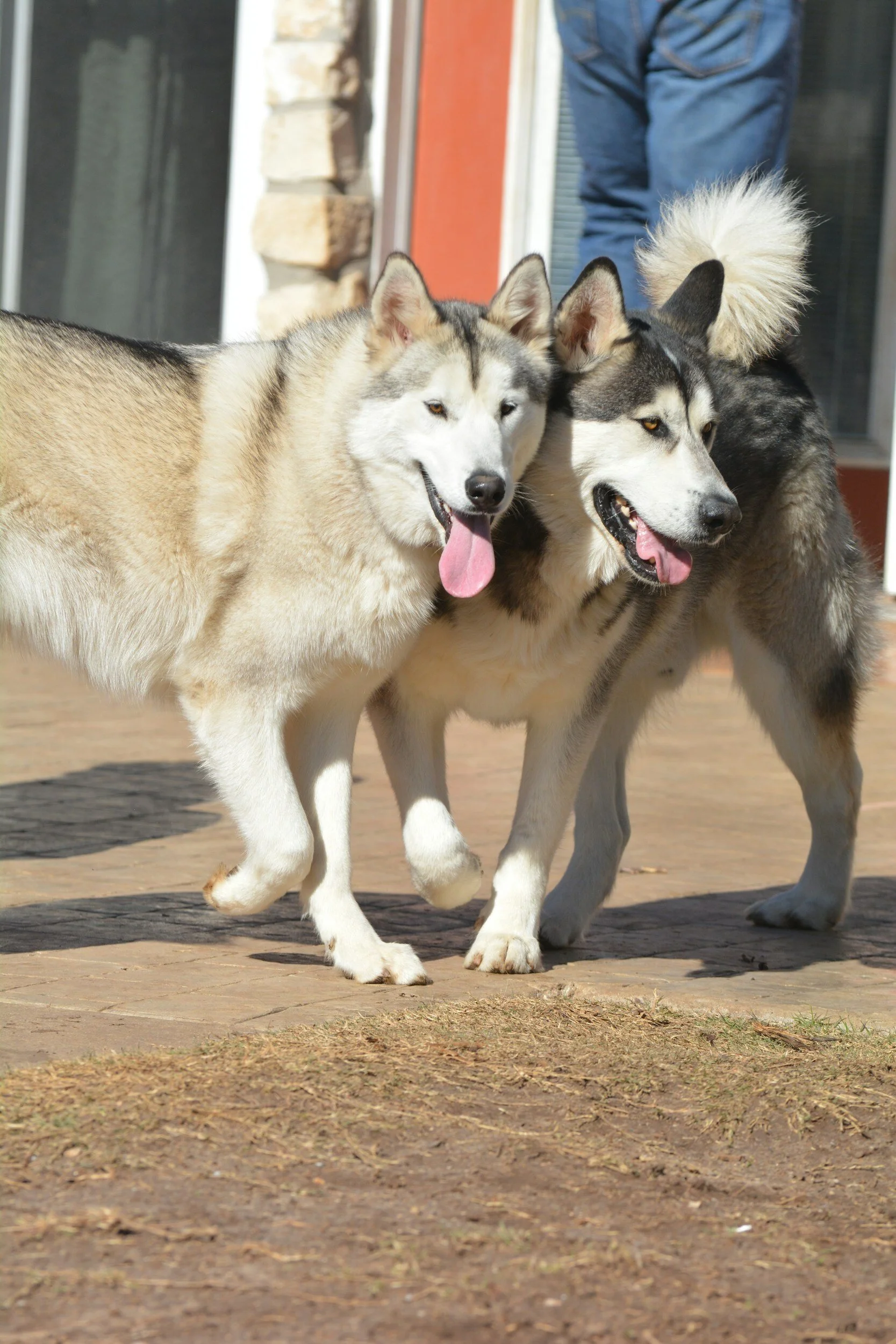Husky Haven Sanctuary—Meraki Society 501(c)3 Affiliate — Meraki Society