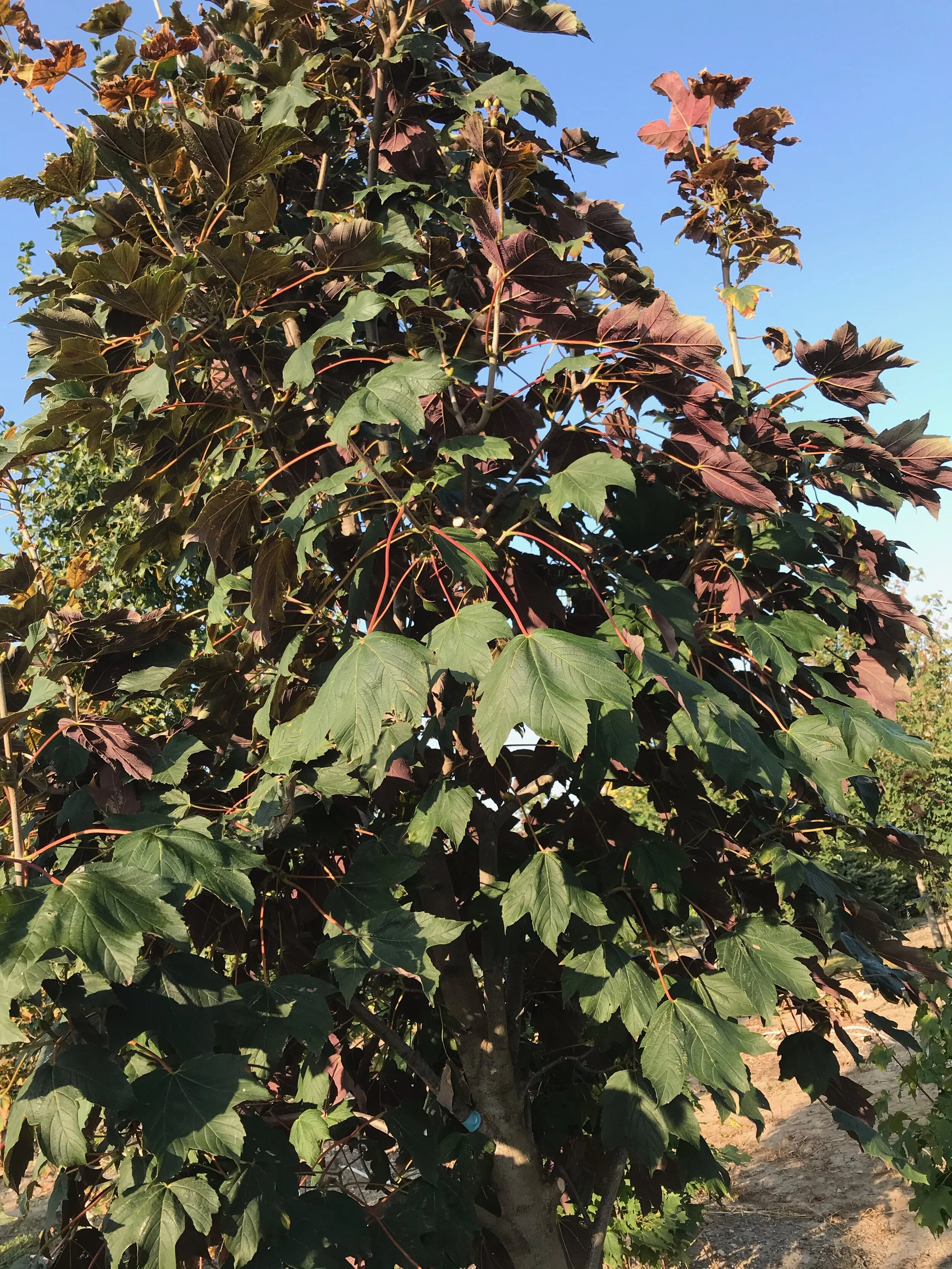 Trees for sale Chatham-Kent — Bear Pine Trees