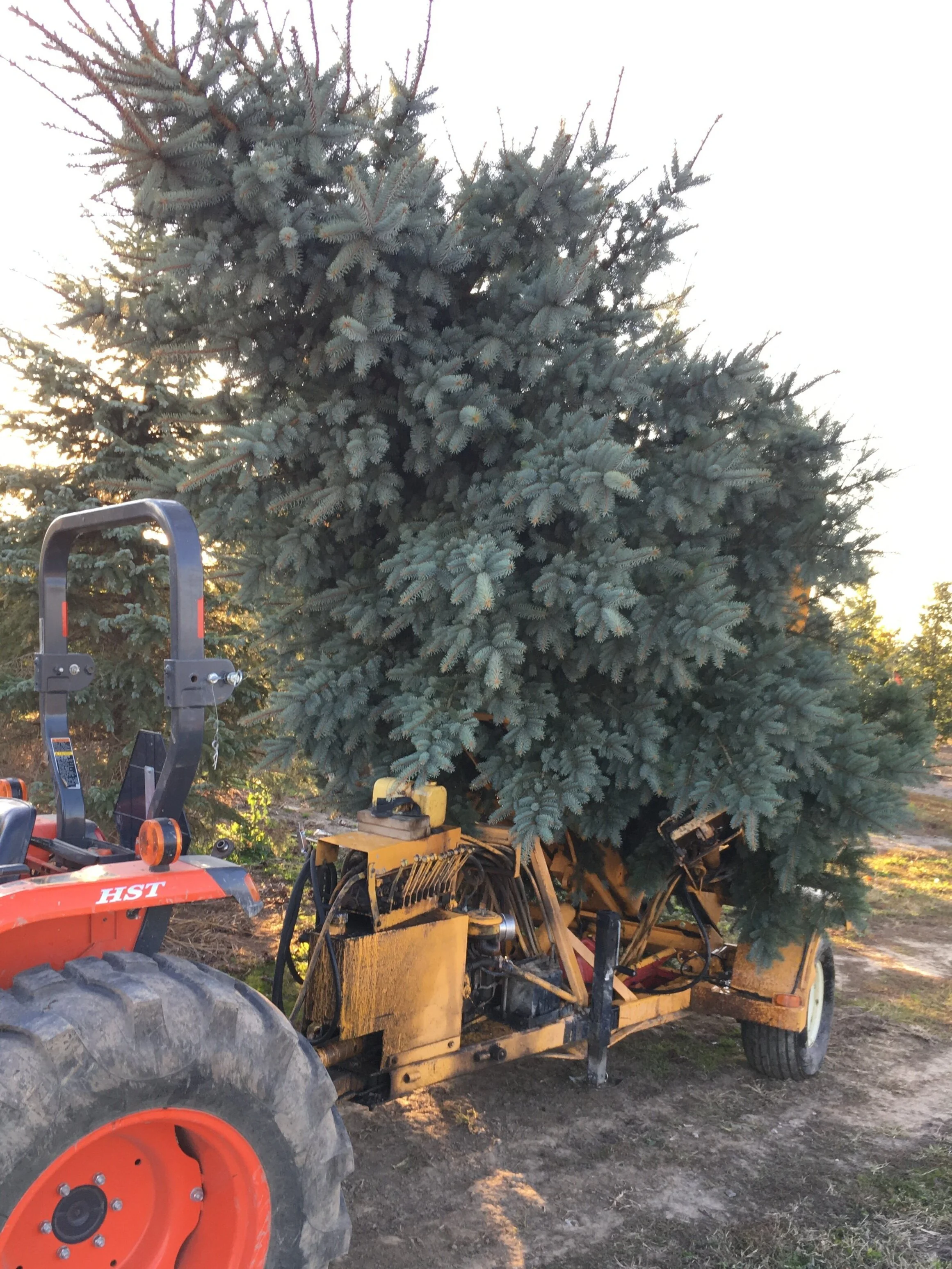 Tree Farm and Nursery in Chatham Kent | Bear Pine Trees
