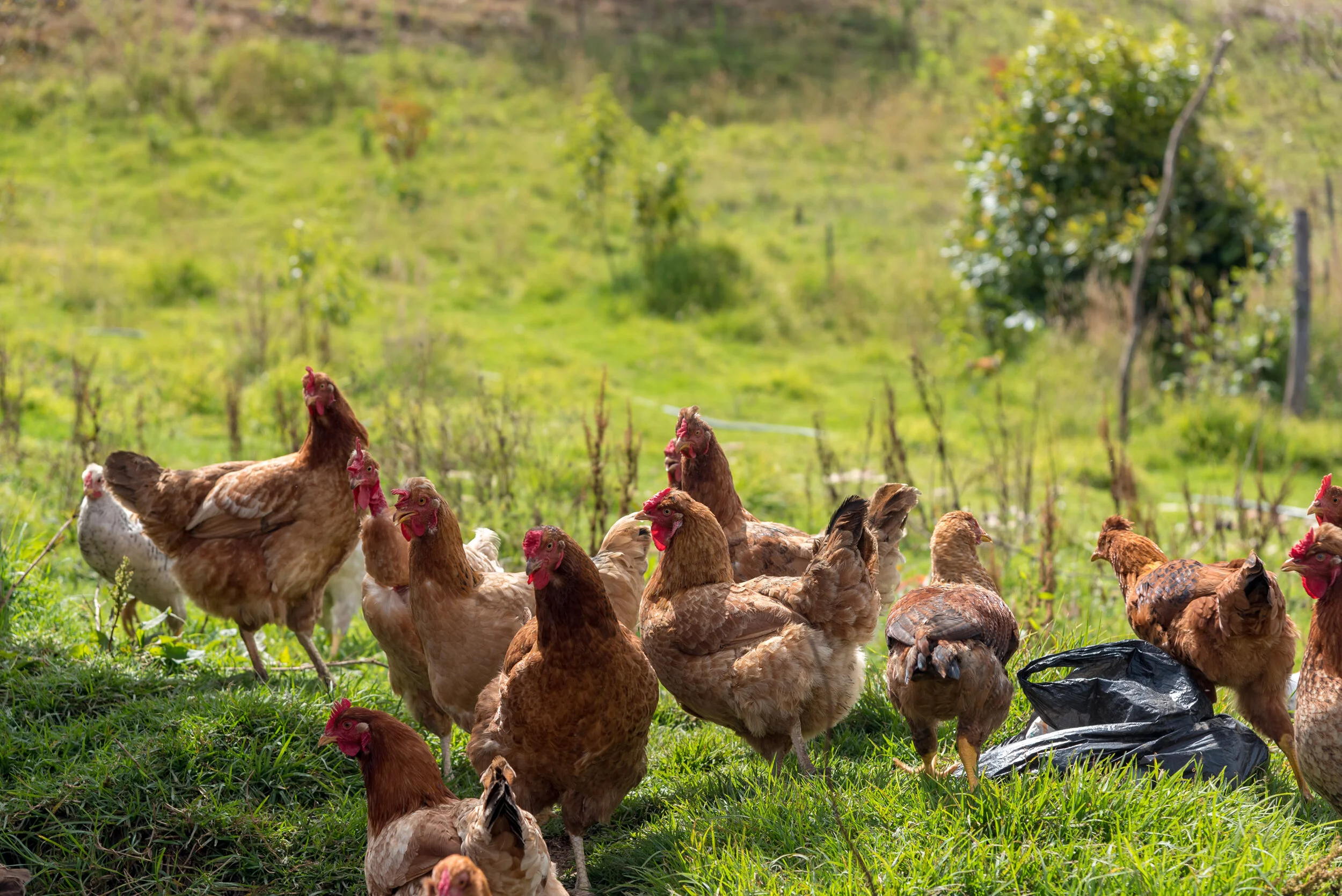 9 Ways to Eat Meat More Sustainably • Dwell Denver Real Estate