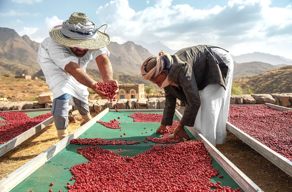 Qamaria Yemeni Coffee Co. | Experience Authentic Yemeni Coffee - Shop Now