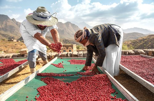 Qamaria Yemeni Coffee Co. | Experience Authentic Yemeni Coffee - Shop Now