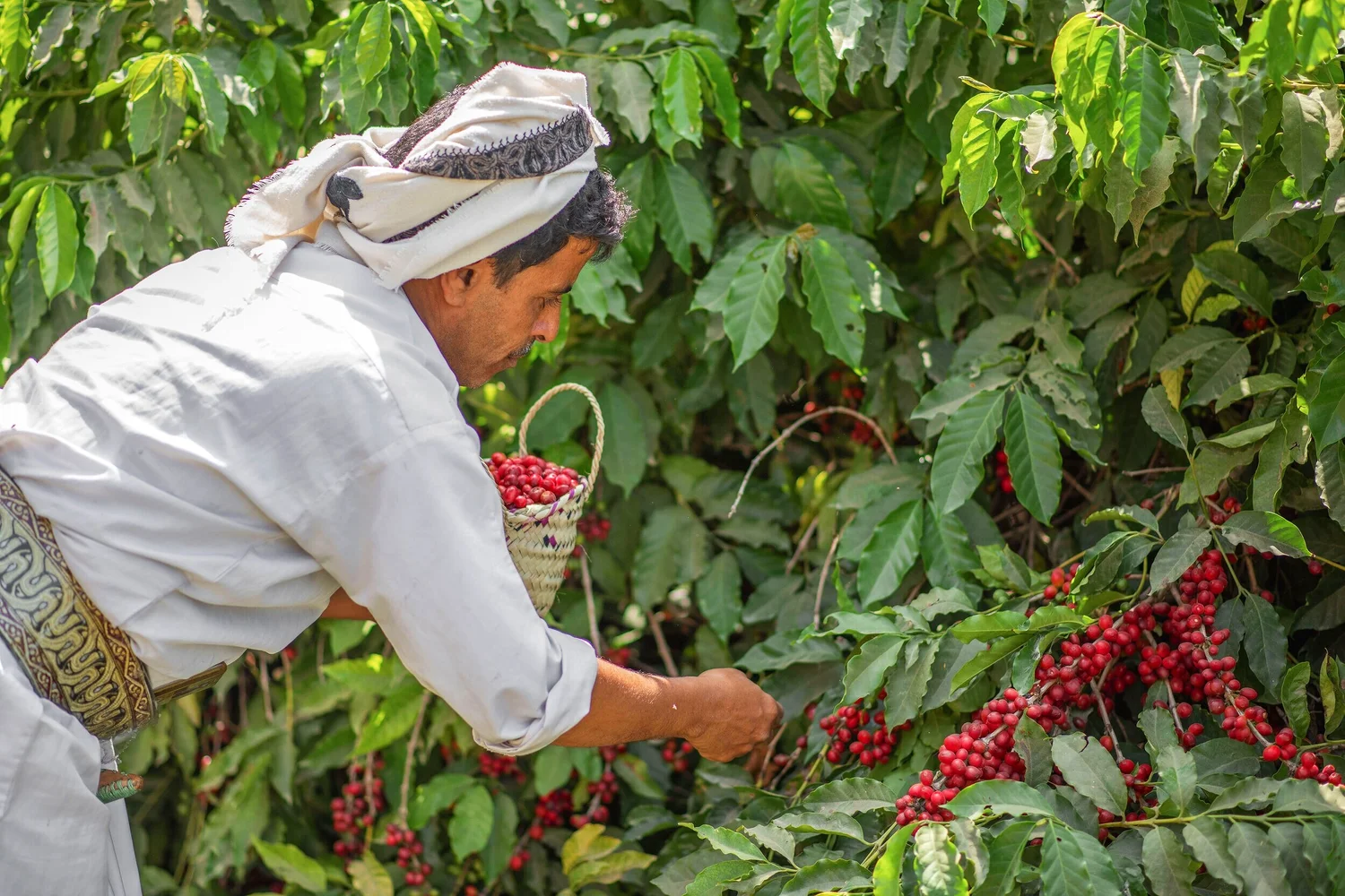 Qamaria Yemeni Coffee Co. | Experience Authentic Yemeni Coffee - Shop Now